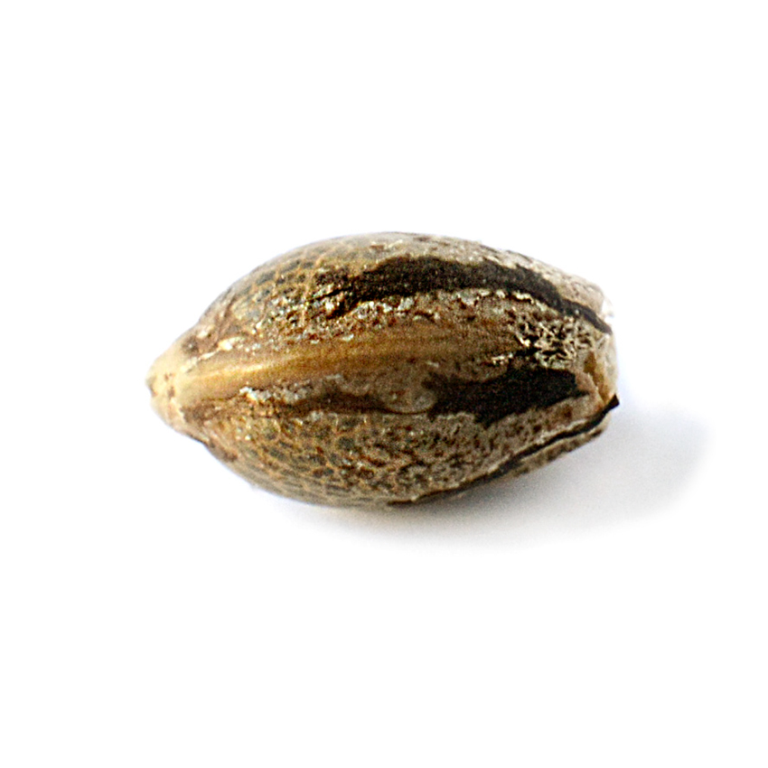 Chubby's Seed Supply